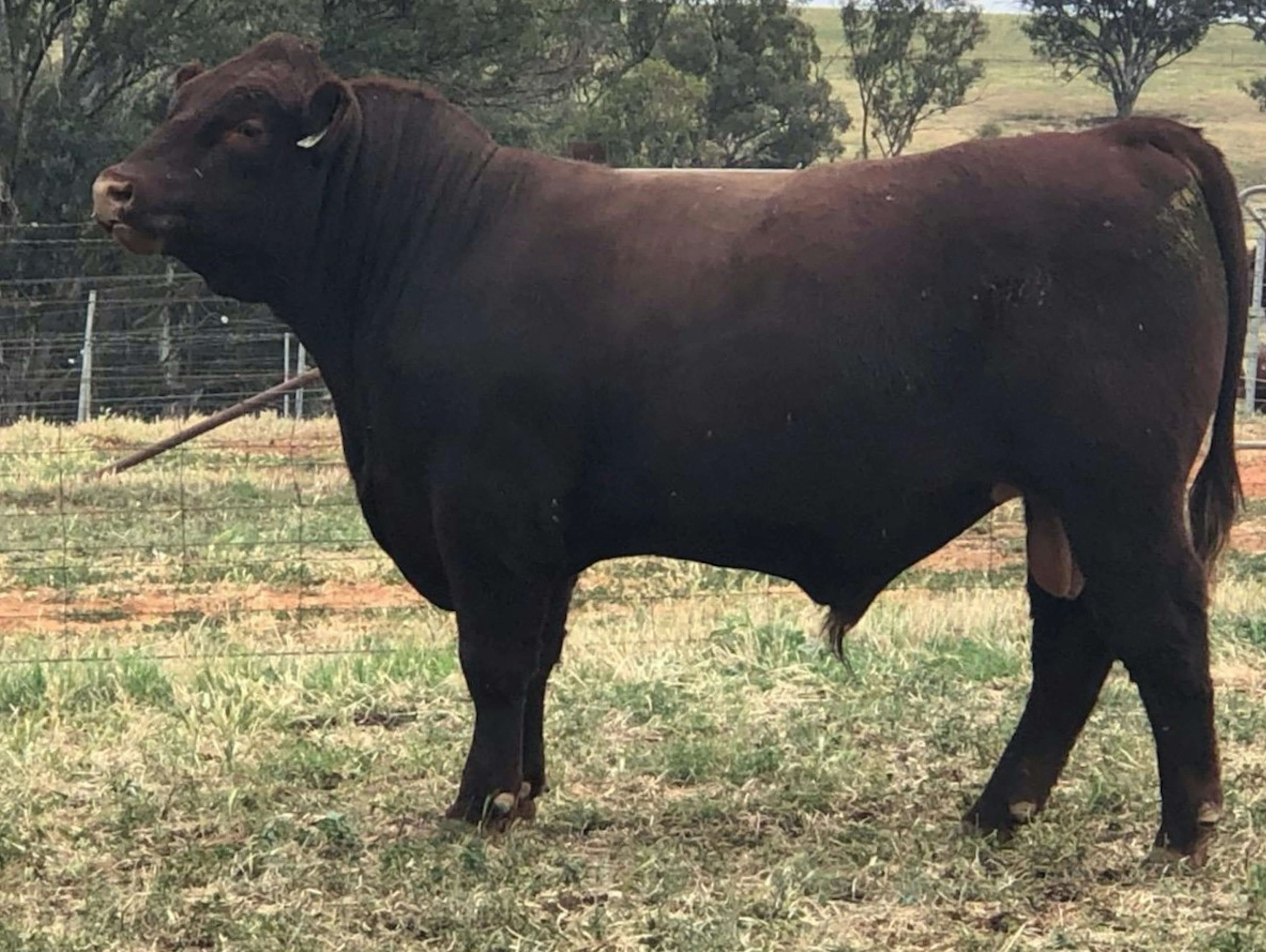 Herd Sires
